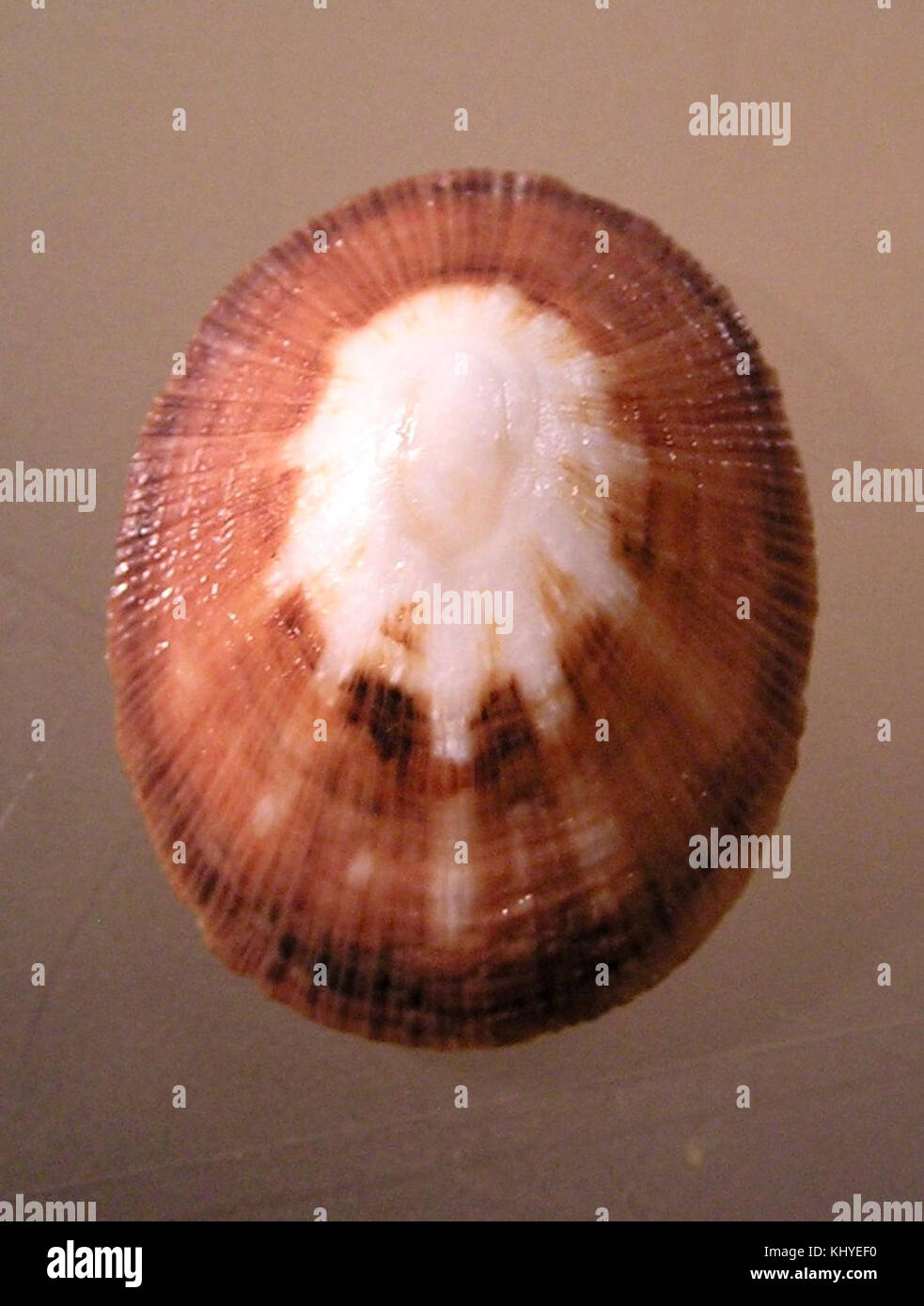 Patelloida victoriana 002 Stock Photo - Alamy