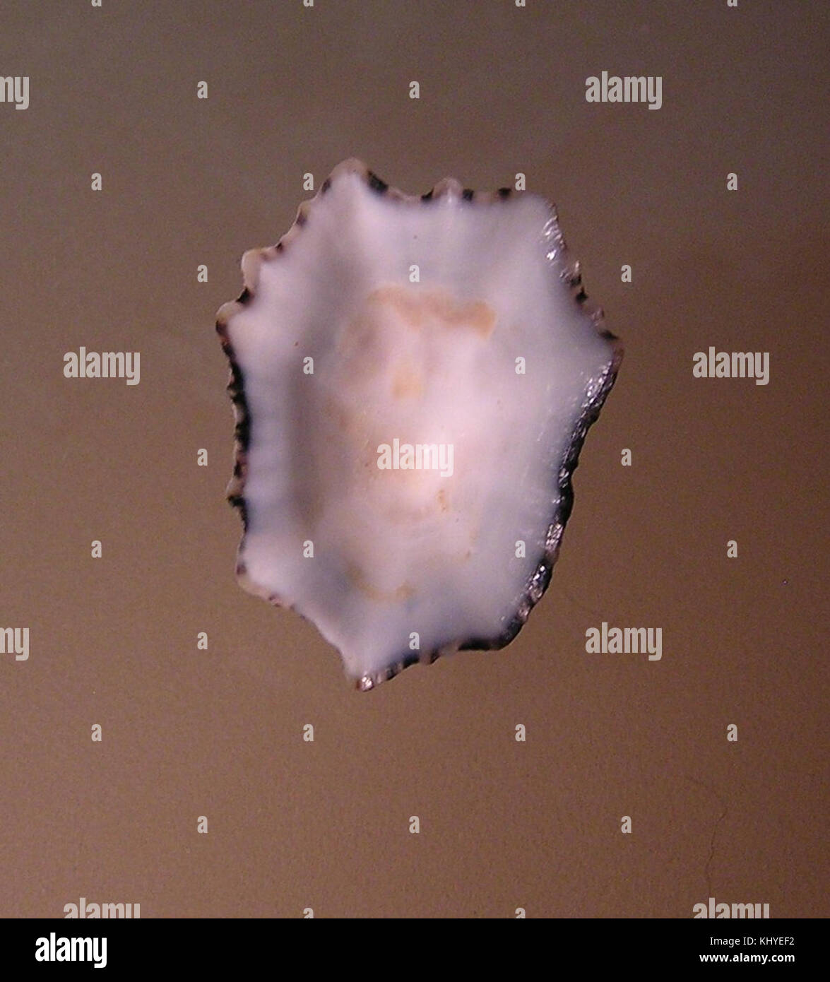 Patelloida saccharina 002 Stock Photo - Alamy