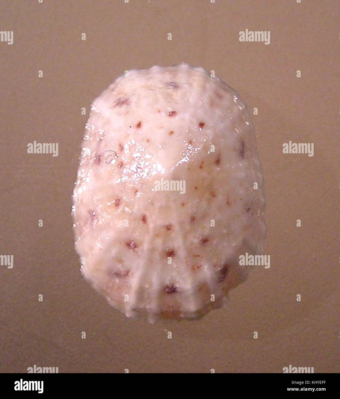 Patelloida pustulata 003 Stock Photo - Alamy