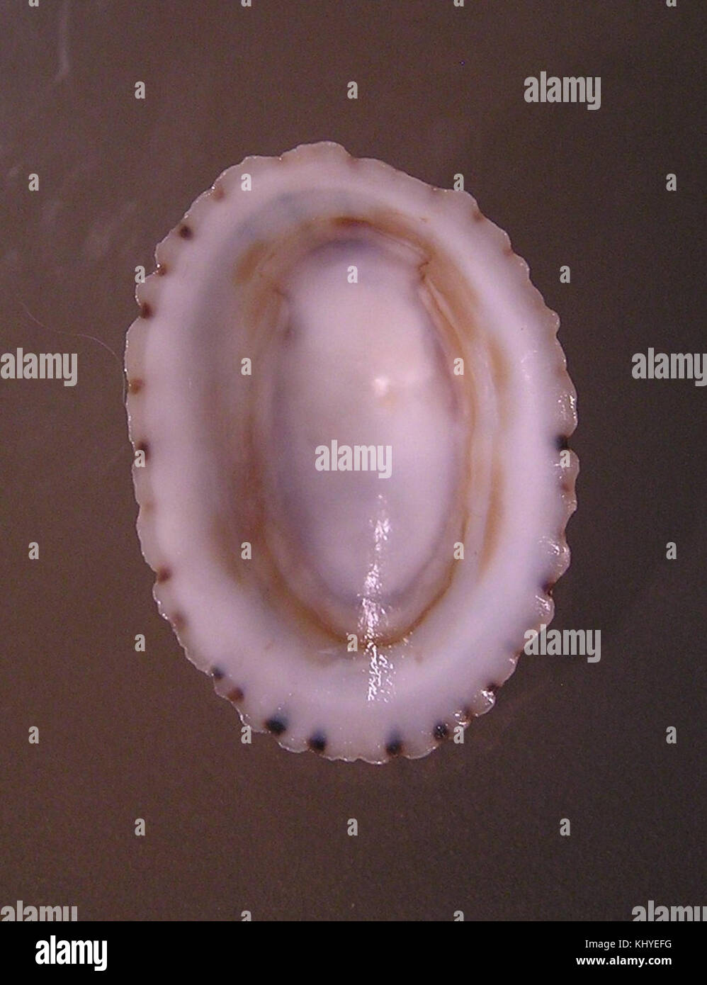 Patelloida nigrosulcata 001 Stock Photo - Alamy