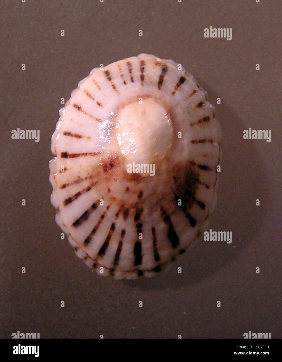 Patelloida nigrosulcata 002 Stock Photo - Alamy