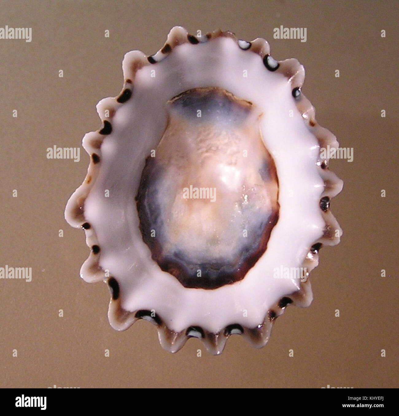 Patelloida alticostata 001 Stock Photo - Alamy