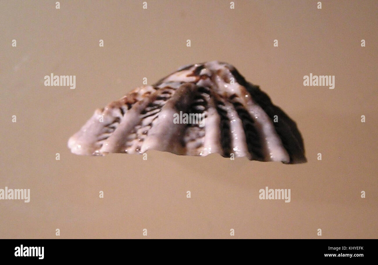 Patelloida hi-res stock photography and images - Alamy