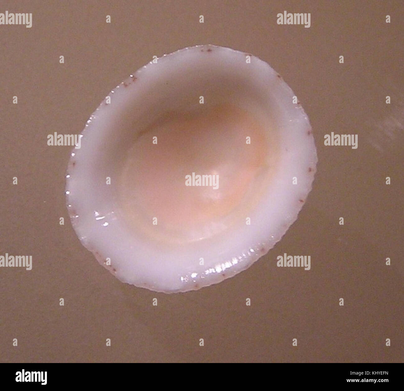 Patelloida profunda 001 Stock Photo - Alamy