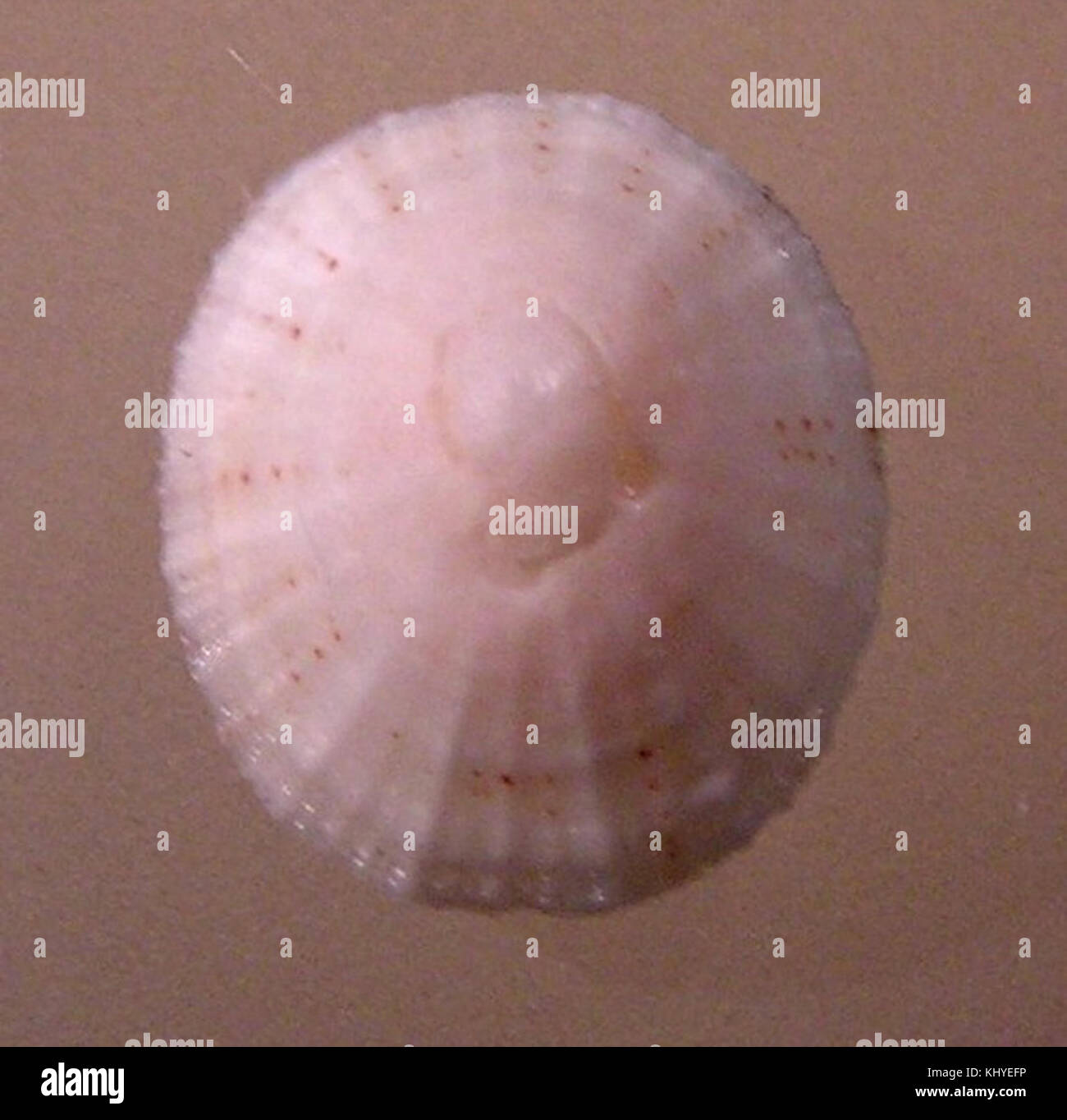 Patelloida hi-res stock photography and images - Alamy