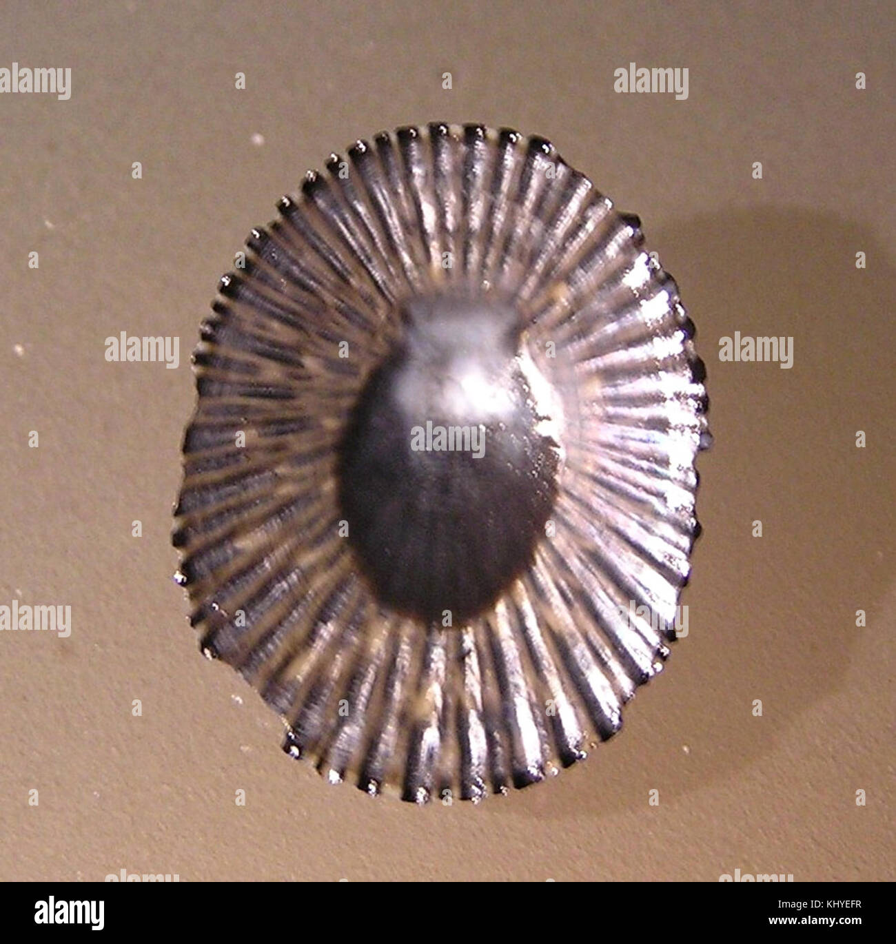 Cellana sandwicensis 001 Stock Photo - Alamy