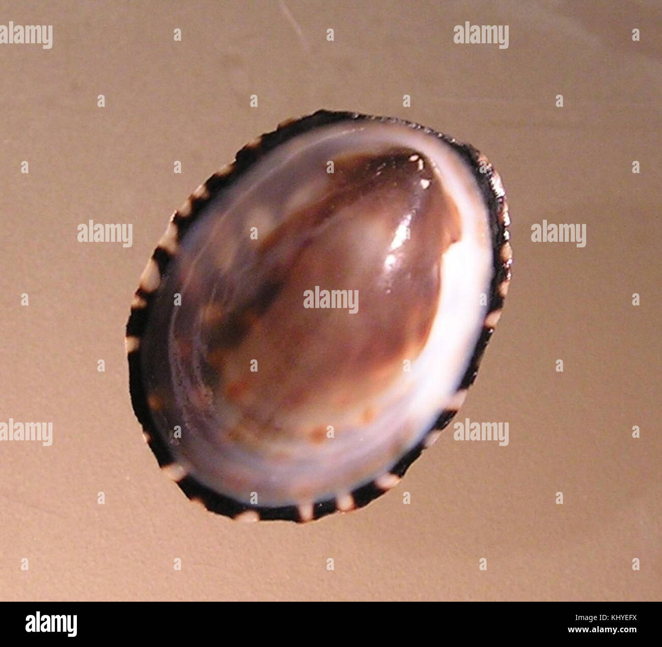 Cellana strigilis 001 Stock Photo - Alamy