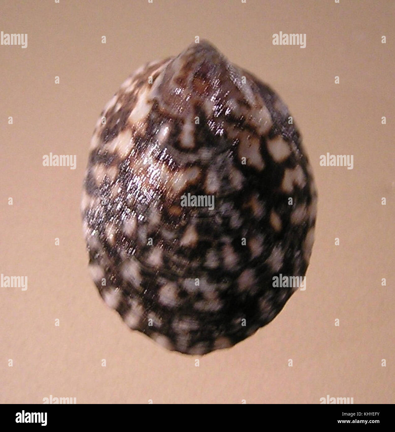 Cellana High Resolution Stock Photography and Images - Alamy