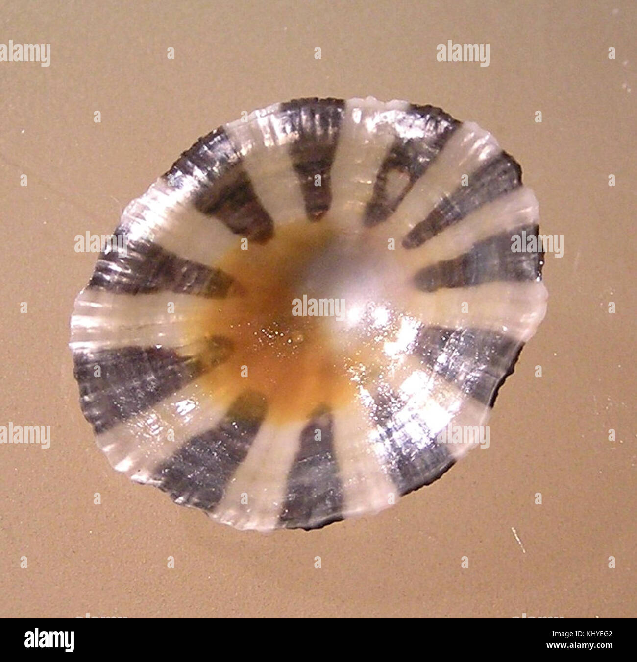 Cellana concillata 001 Stock Photo - Alamy