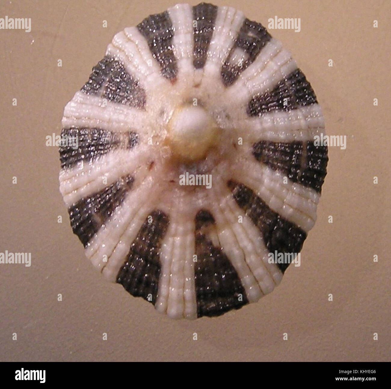 Cellana concillata 002 Stock Photo - Alamy