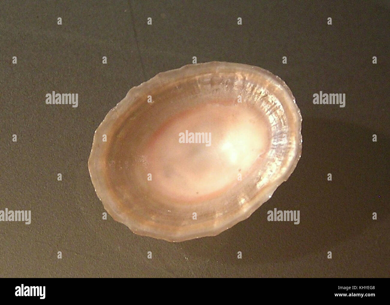 Cellana High Resolution Stock Photography and Images - Alamy