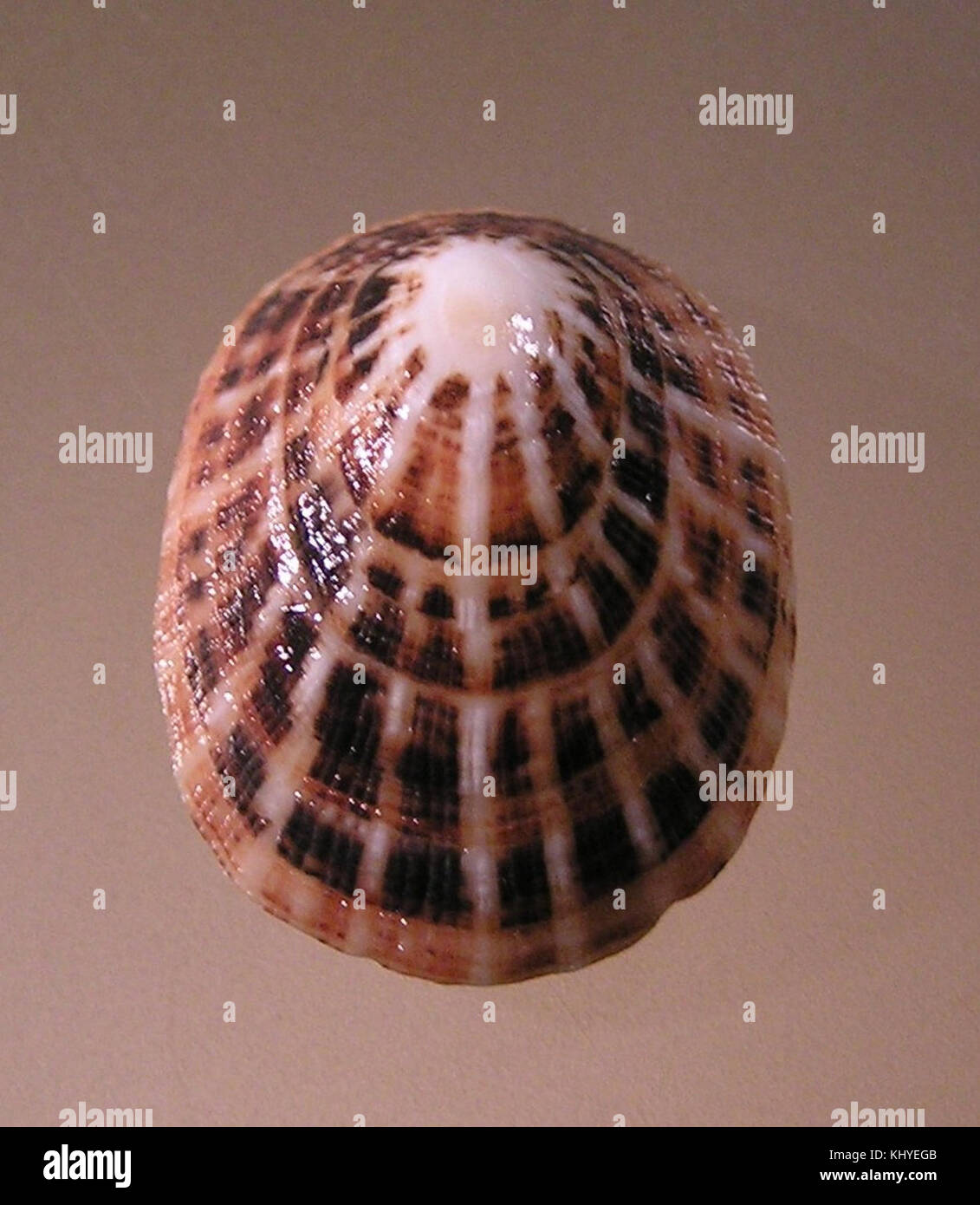 Patella peronii 002 Stock Photo - Alamy