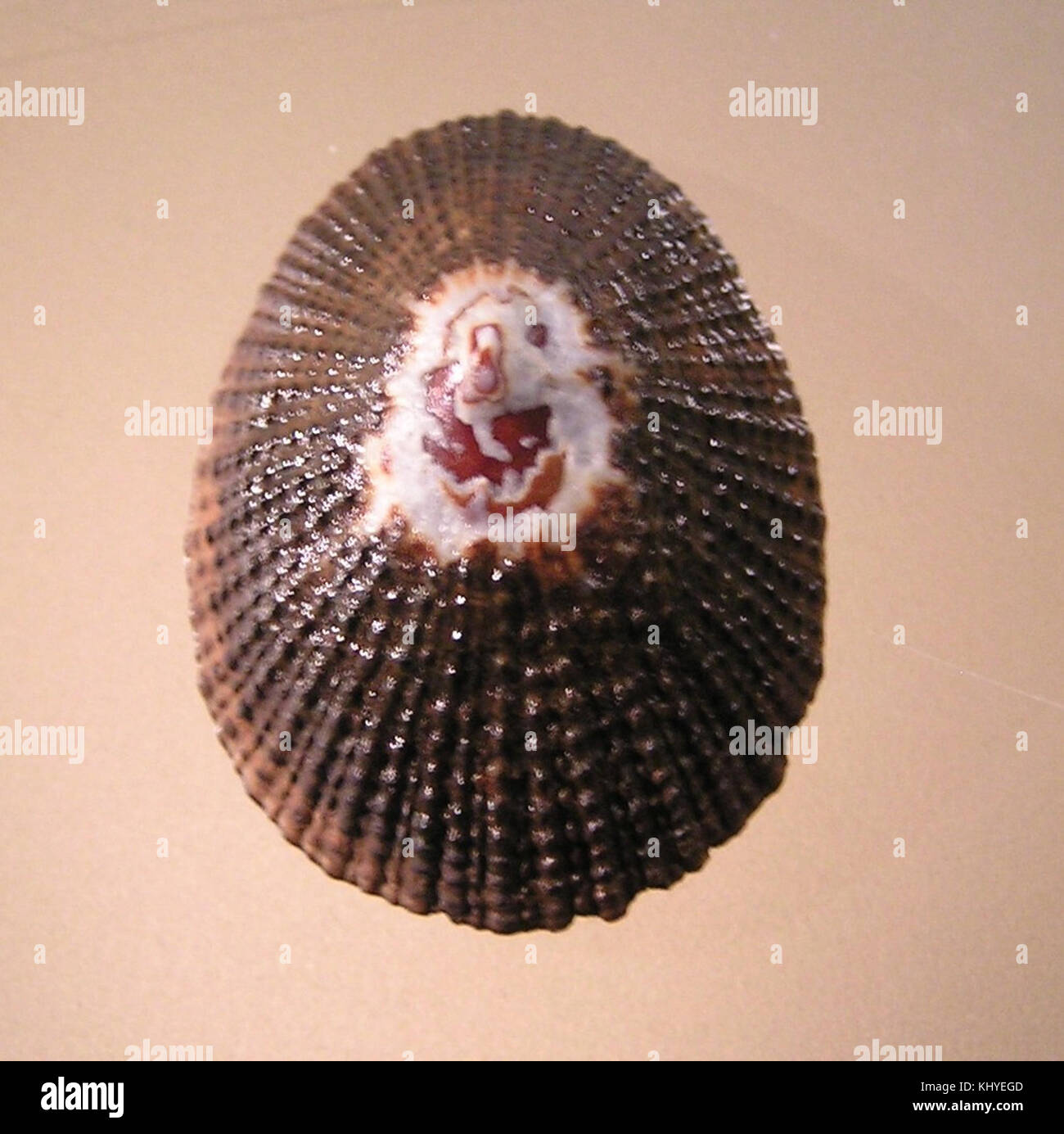 Granularis hi-res stock photography and images - Alamy