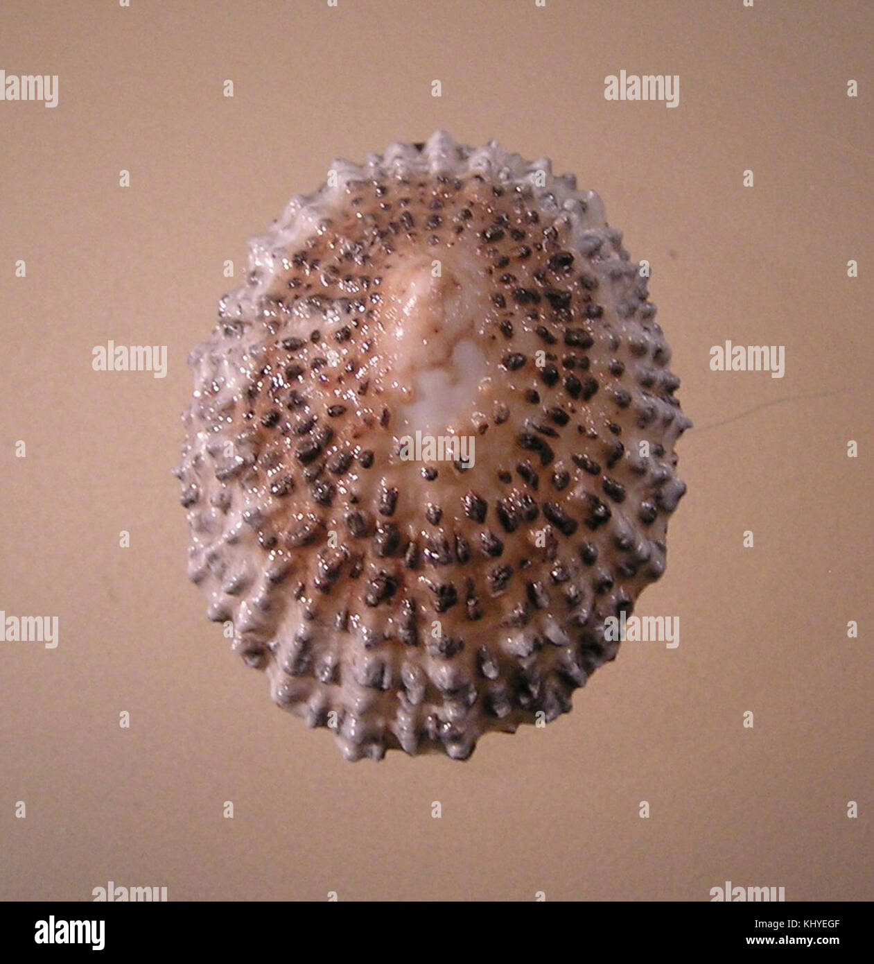 Patella piperata 002 Stock Photo - Alamy