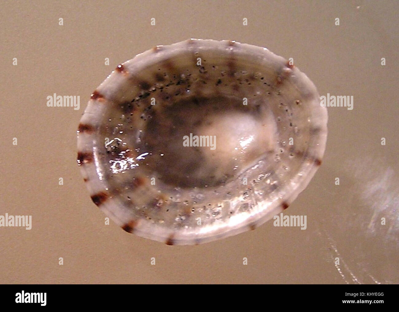 Cellana radians 001 Stock Photo - Alamy