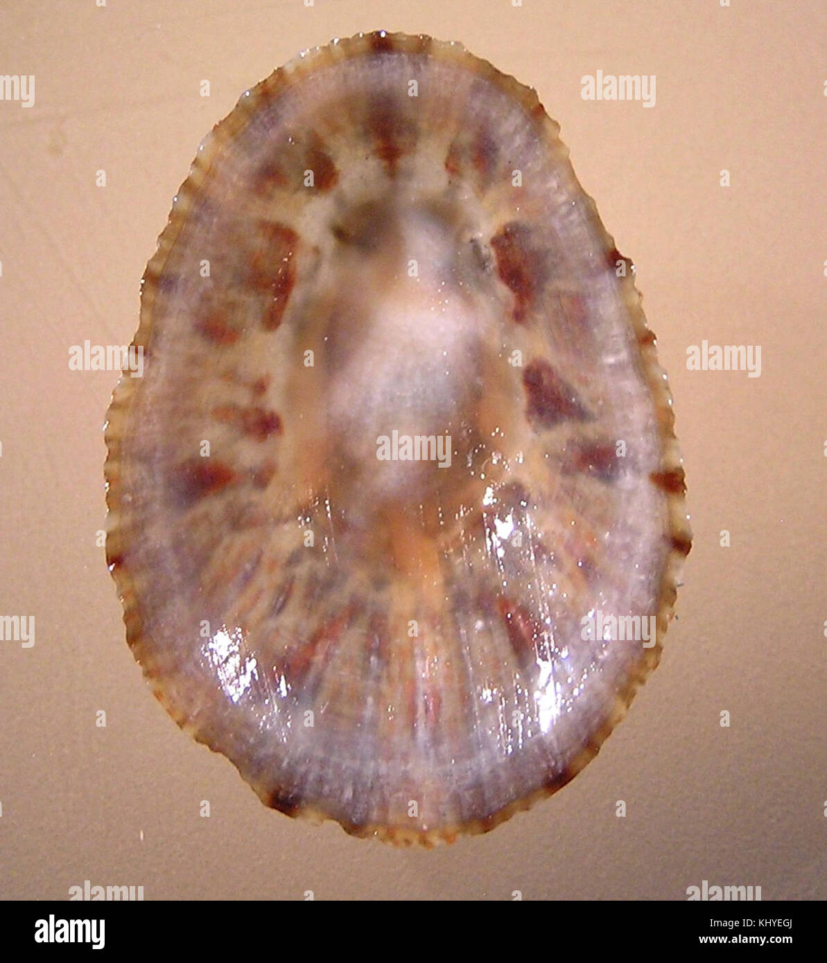 Cellana toreuma 001 Stock Photo - Alamy