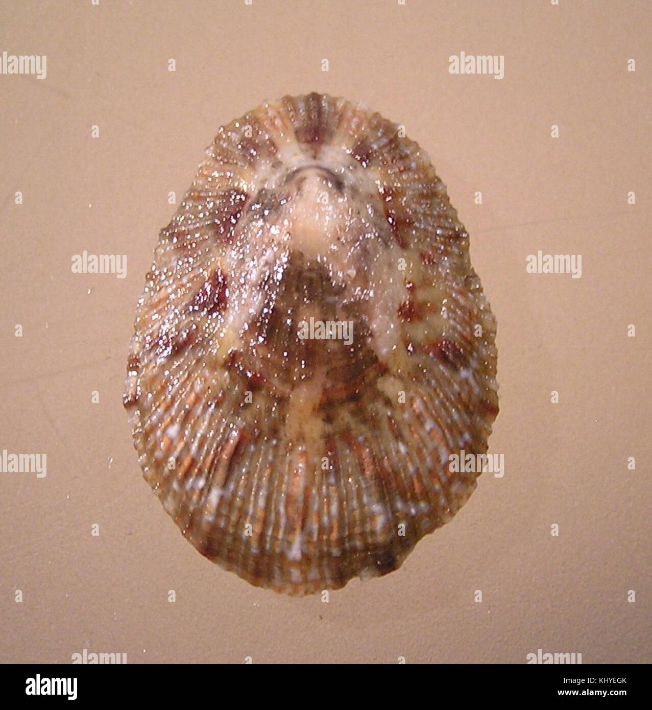 Cellana toreuma 002 Stock Photo - Alamy