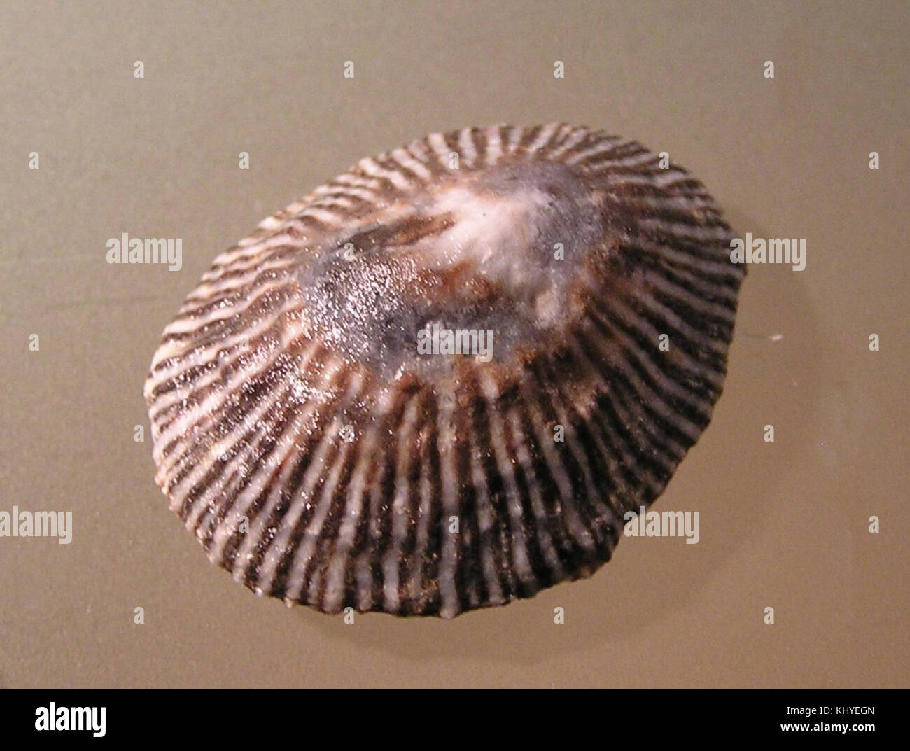 Cellana High Resolution Stock Photography and Images - Alamy