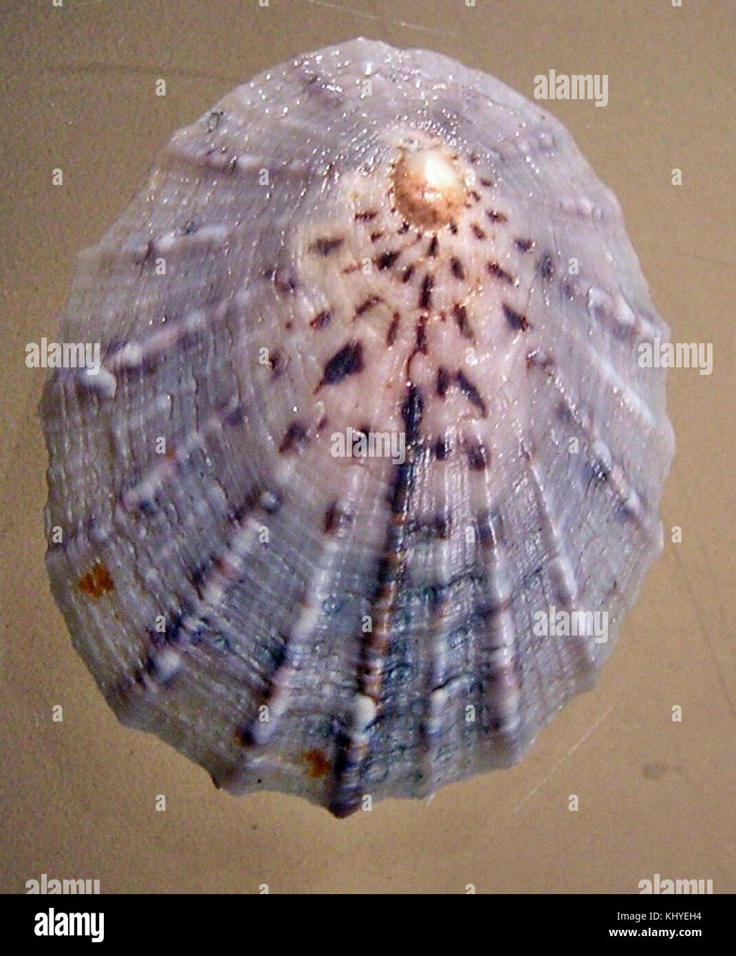 Cellana hi-res stock photography and images - Alamy
