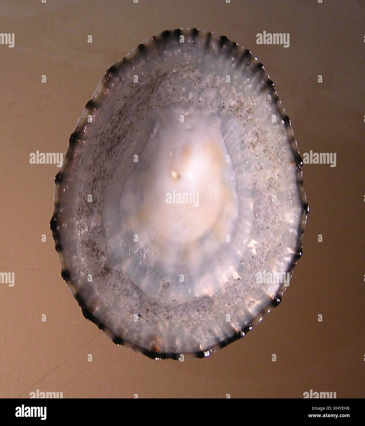 Cellana radians perana 001 Stock Photo - Alamy