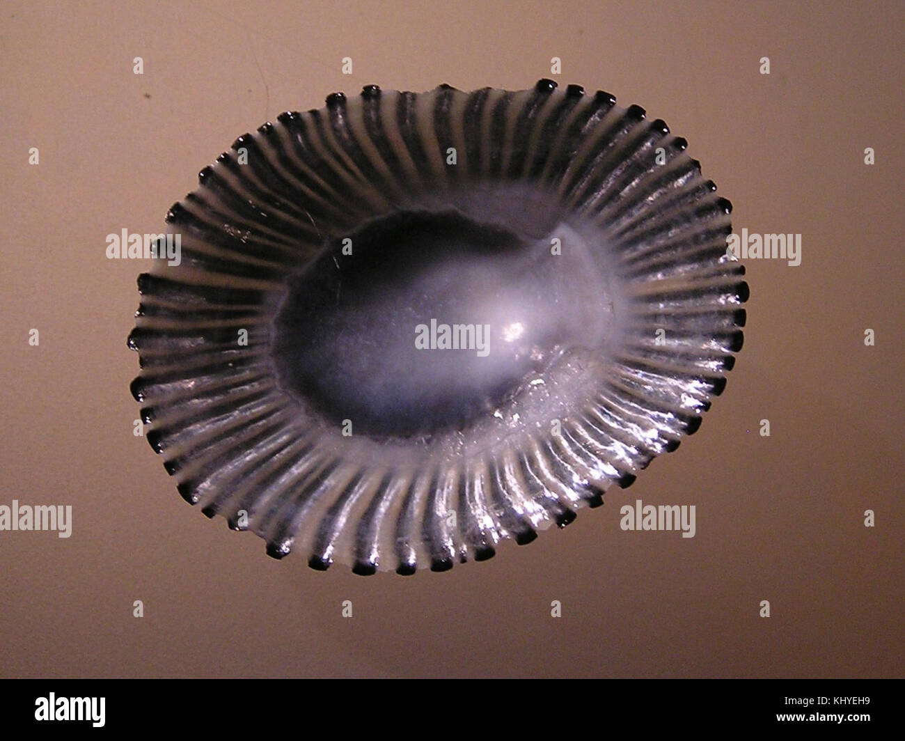 Cellana exarata hi-res stock photography and images - Alamy