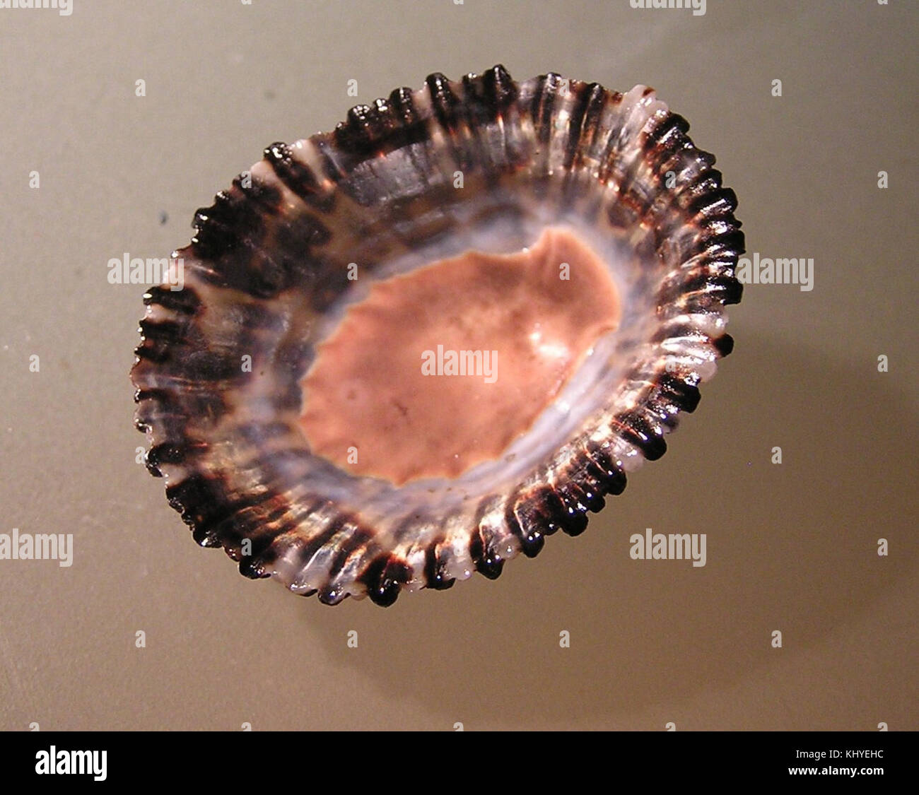 Cellana hi-res stock photography and images - Alamy
