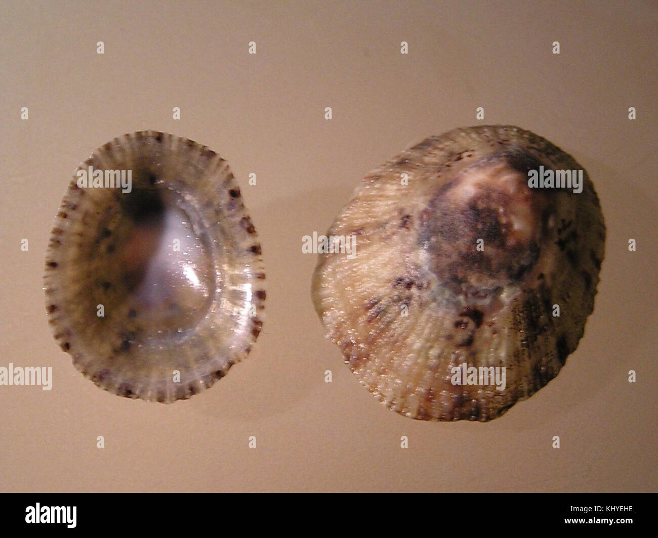 Distinctive conical shell hi-res stock photography and images - Alamy