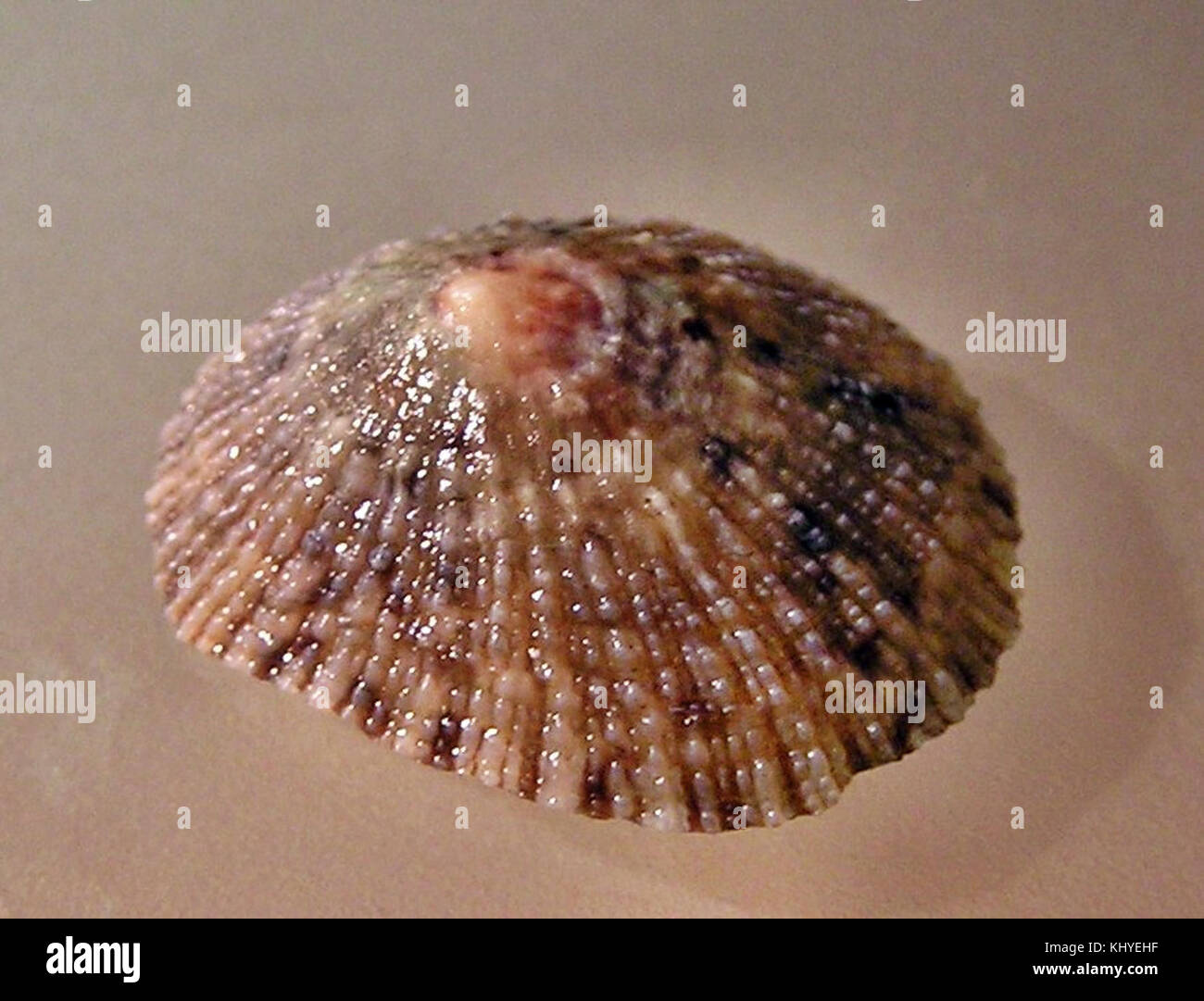 Cellana rota 002 Stock Photo - Alamy