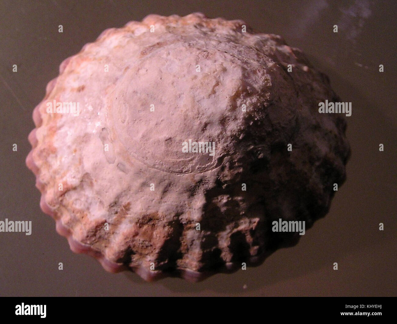 Limpet shell hi-res stock photography and images - Alamy
