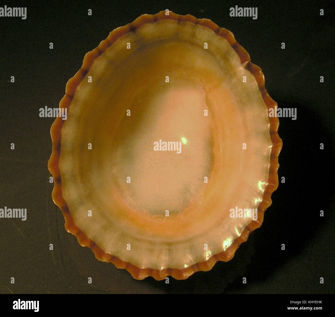 Cellana solida hi-res stock photography and images - Alamy