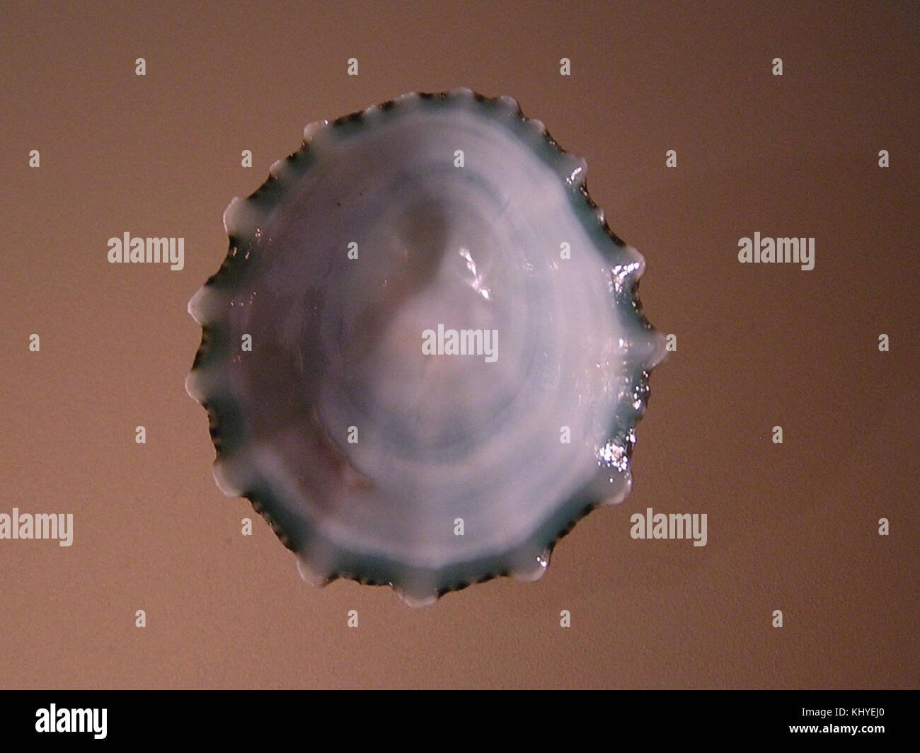 Scurria hi-res stock photography and images - Alamy