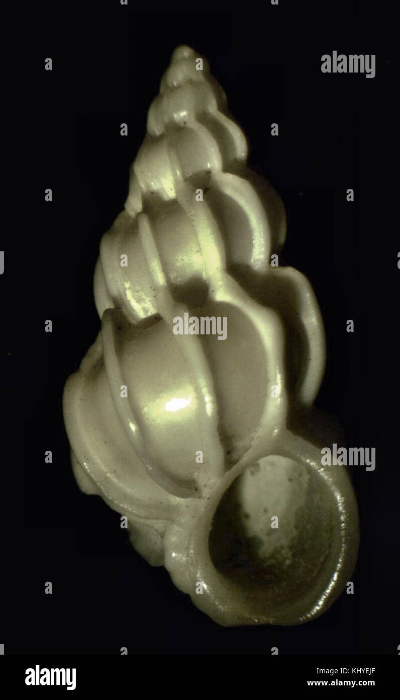 Epitonium hi-res stock photography and images - Alamy