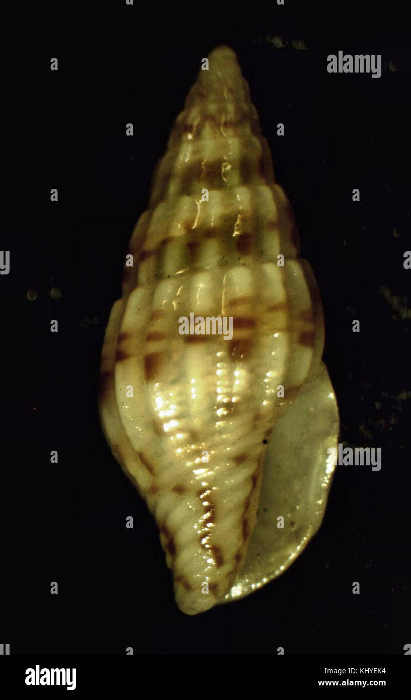 Anachis sparsa 001 Stock Photo - Alamy