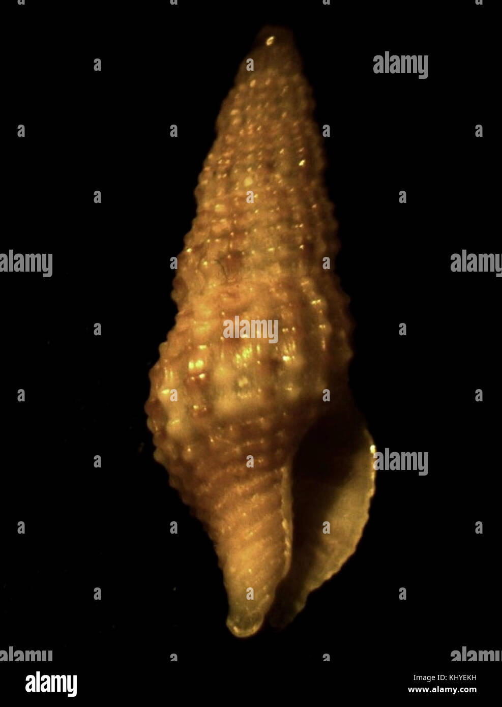 The image presents a botanical specimen, Nassarina perata, commonly ...