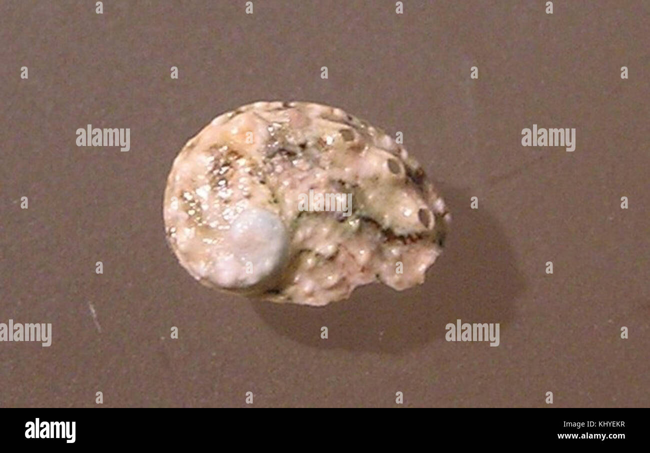 Haliotis unilateralis 002 Stock Photo - Alamy