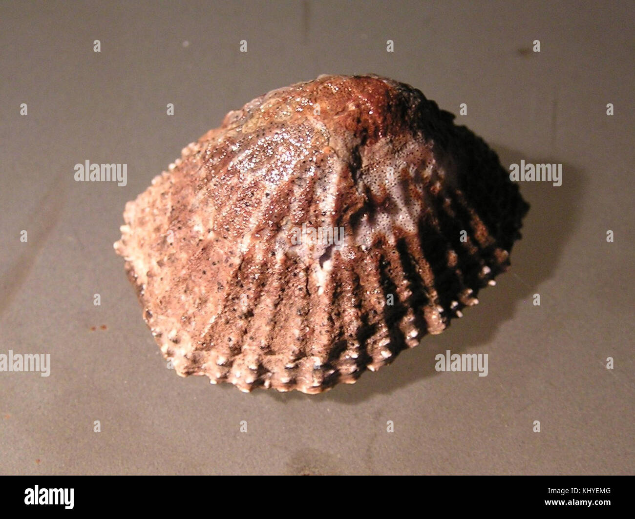 Granularis hi-res stock photography and images - Alamy