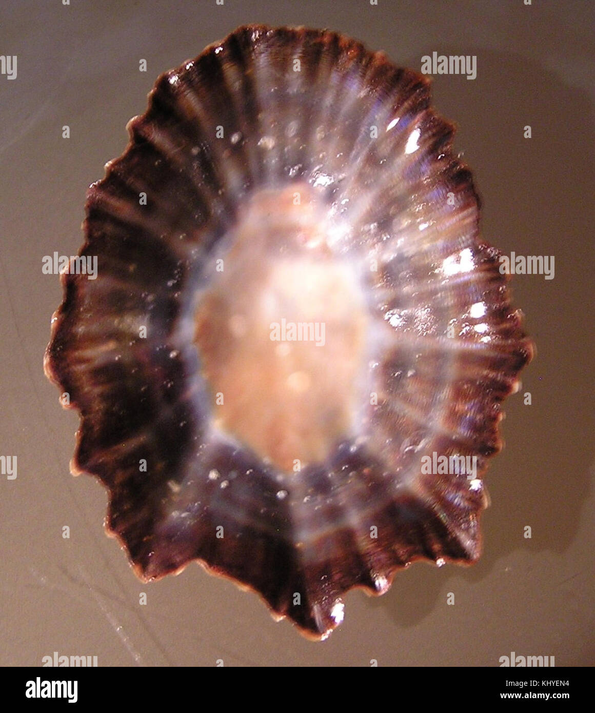 Cymbula oculus 001 Stock Photo - Alamy