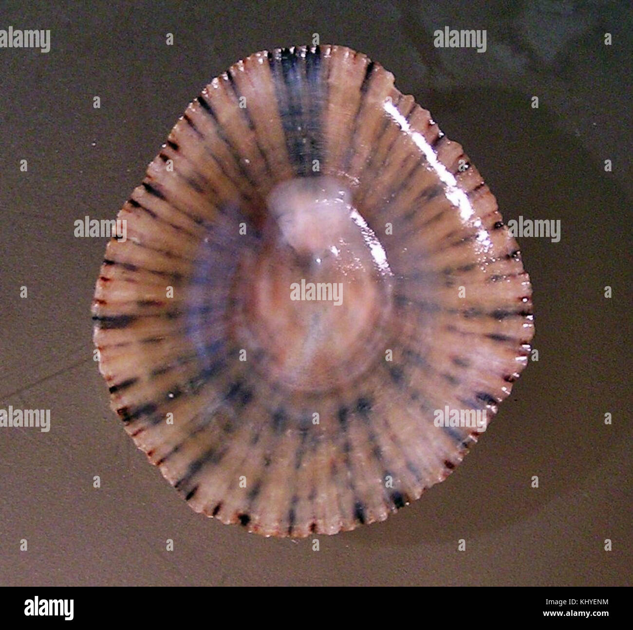 Patella variabilis concolor 001 Stock Photo - Alamy