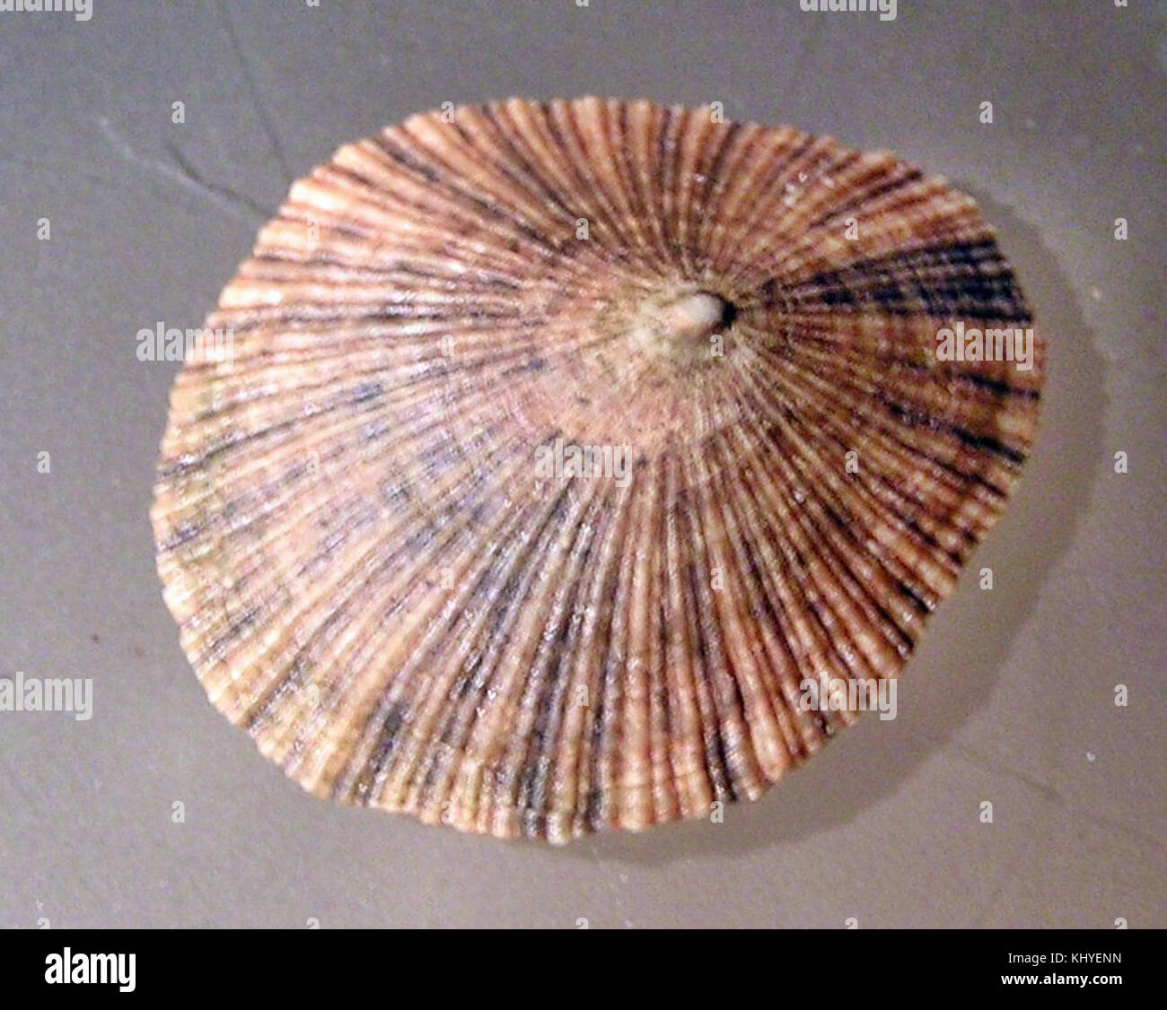 Patella variabilis hi-res stock photography and images - Alamy