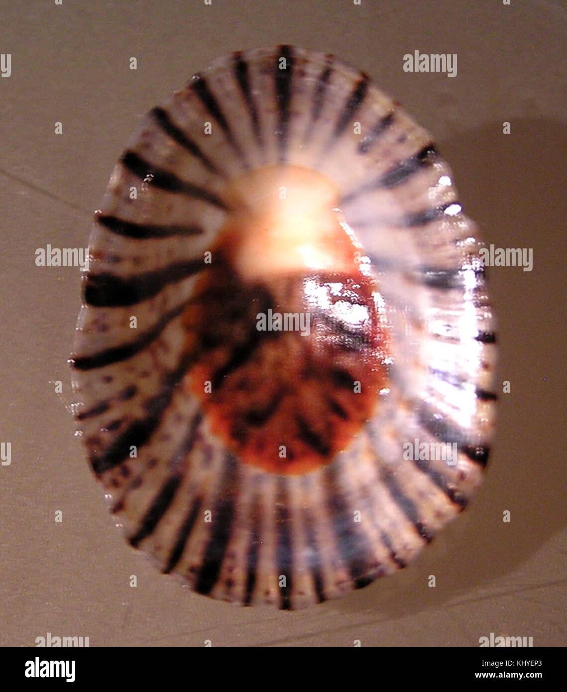 Cellana High Resolution Stock Photography and Images - Alamy