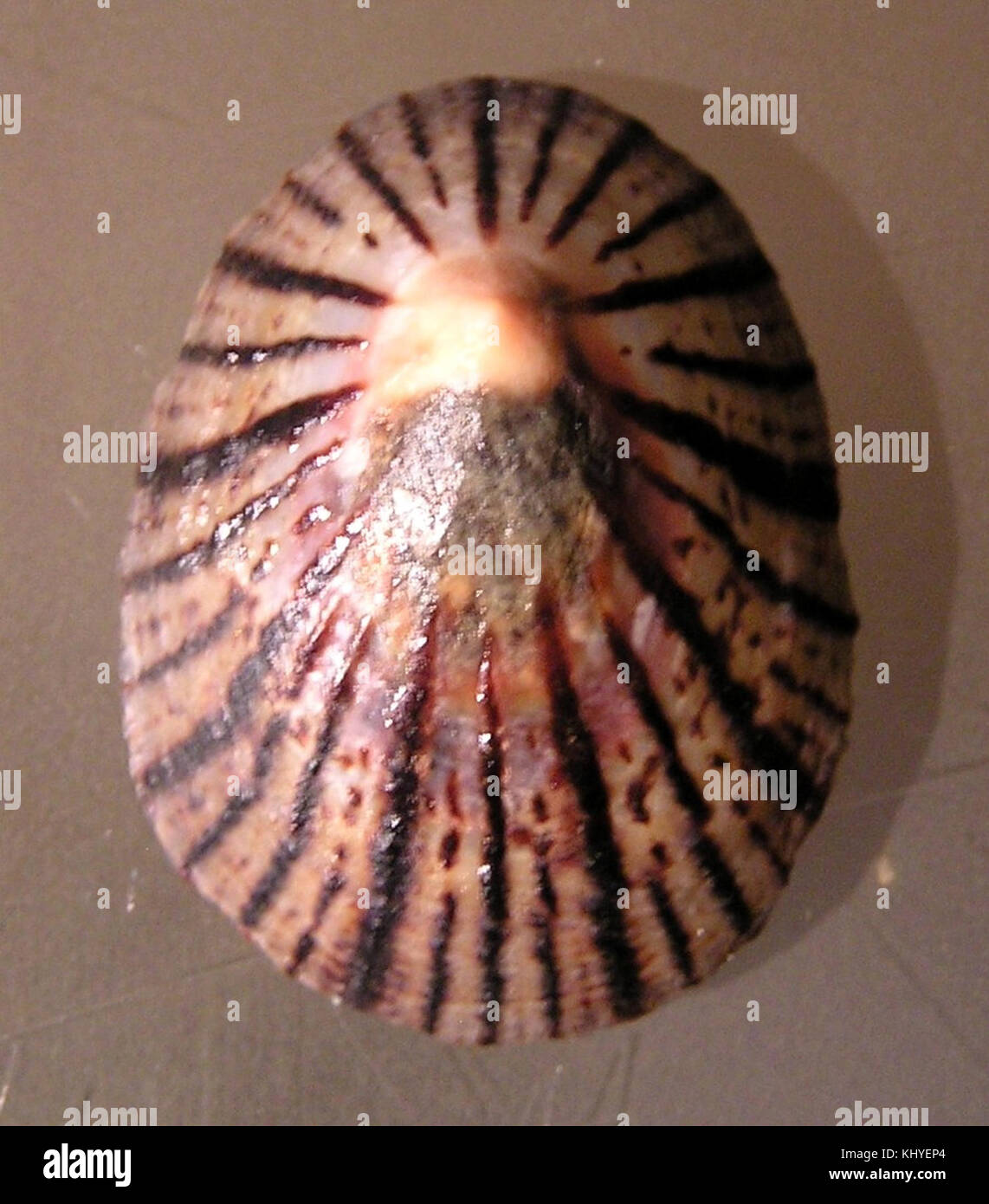 Cellana nigrolineata hi-res stock photography and images - Alamy