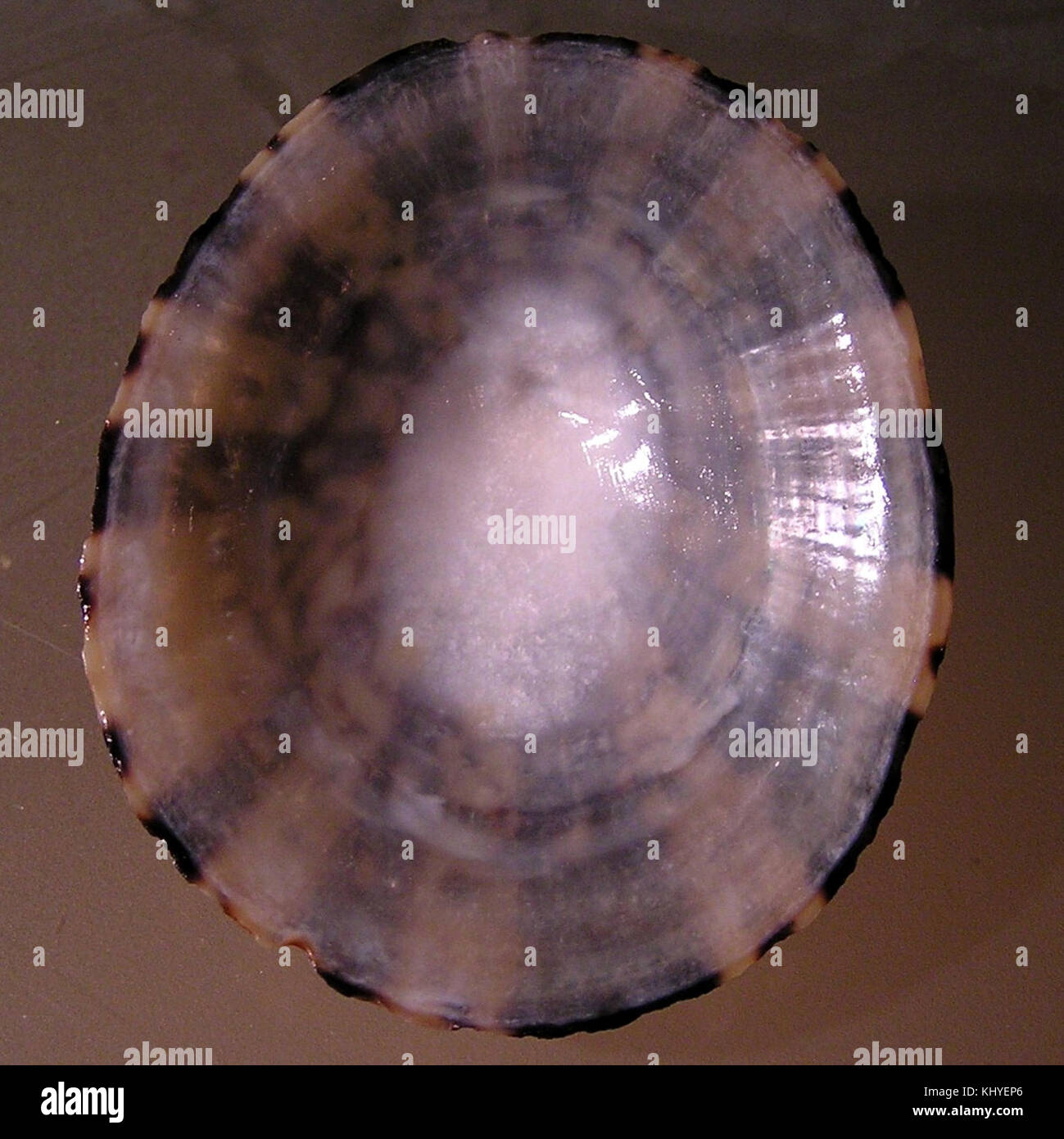 Cellana testudinaria 002 Stock Photo - Alamy