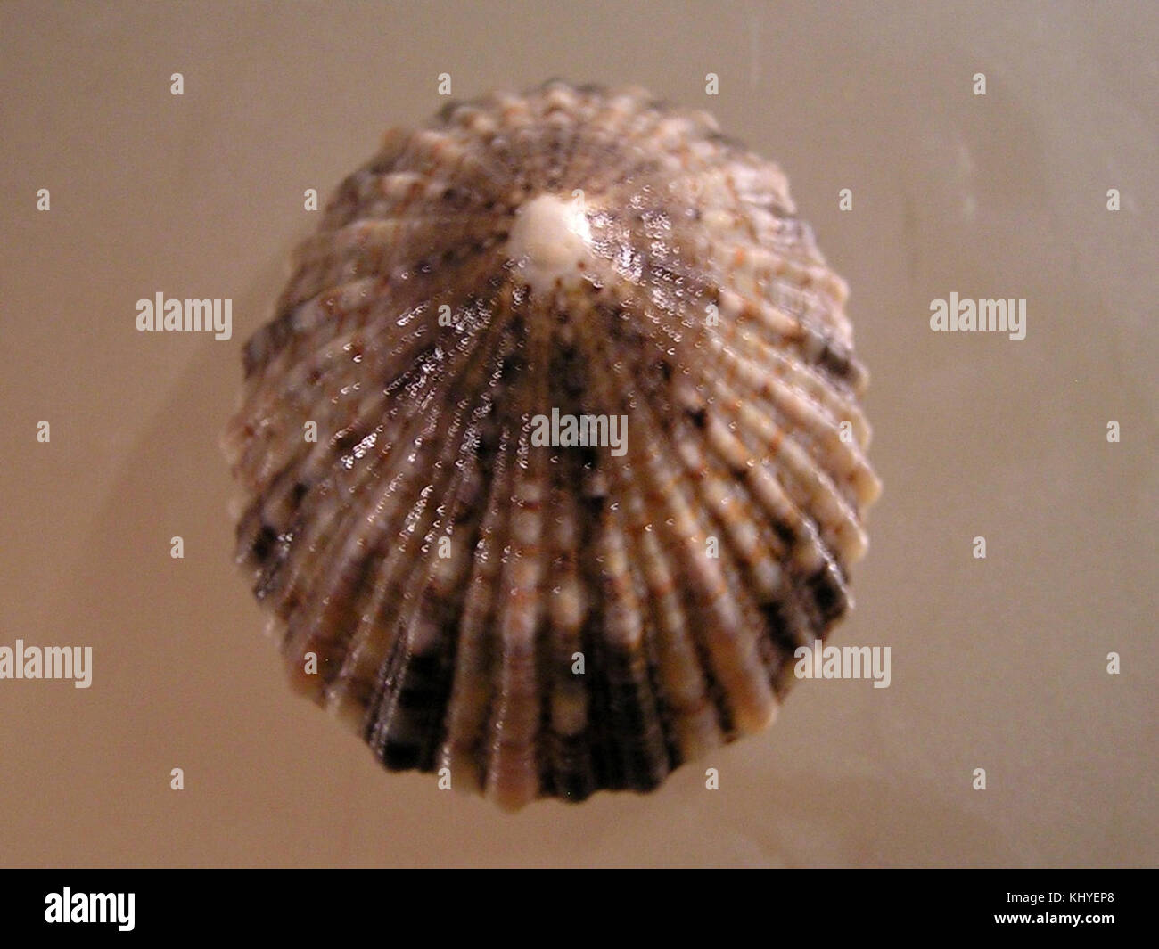 Cellana tramoserica 002 Stock Photo - Alamy