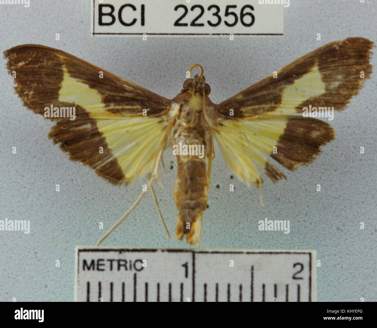 Diaphania hi-res stock photography and images - Alamy