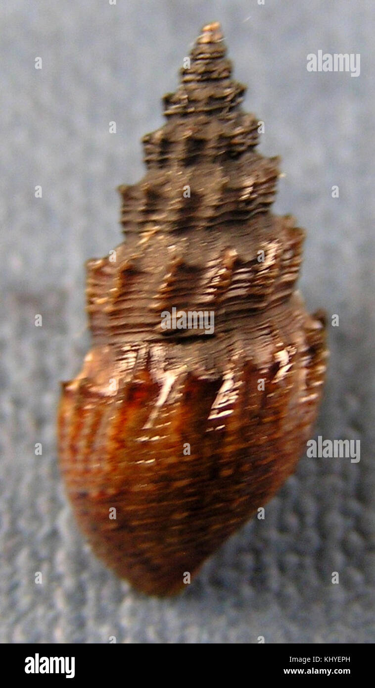 Thiara winteri 001 Stock Photo - Alamy