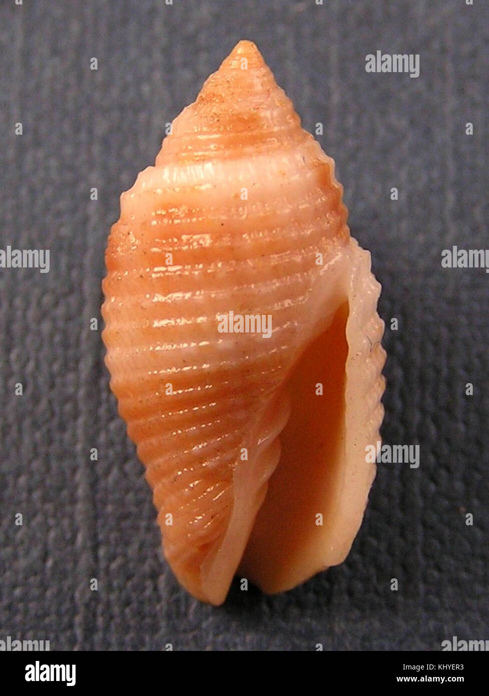 Pterygia scabricula 001 Stock Photo - Alamy