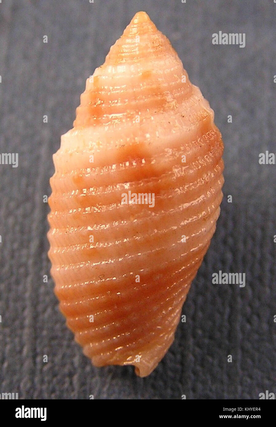 Pterygia scabricula 002 Stock Photo - Alamy