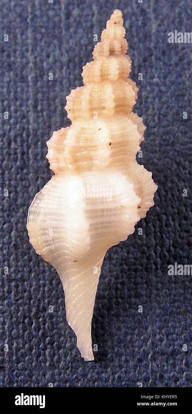 Pseudolatirus pallidus 001 Stock Photo - Alamy