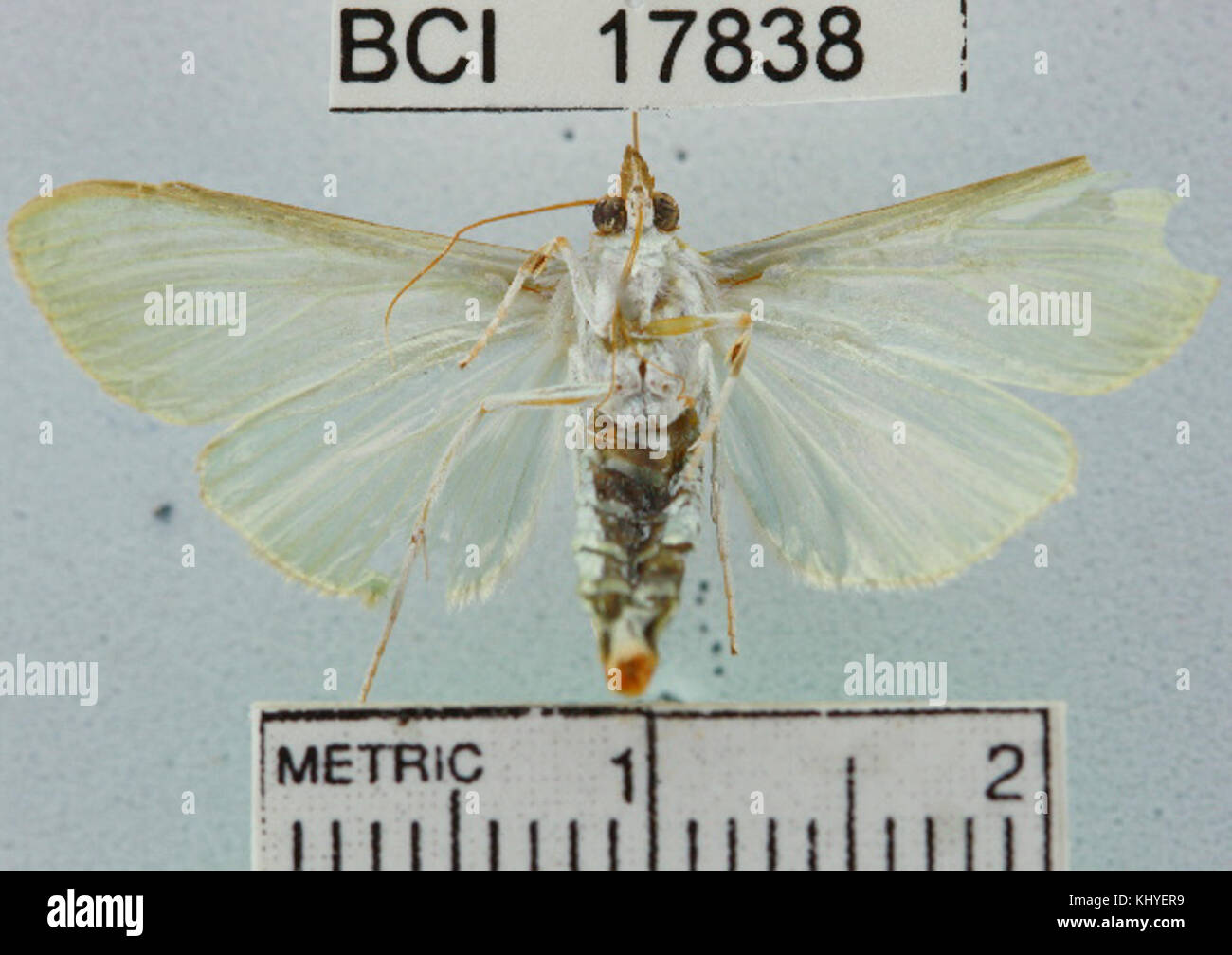 Diaphania hi-res stock photography and images - Alamy