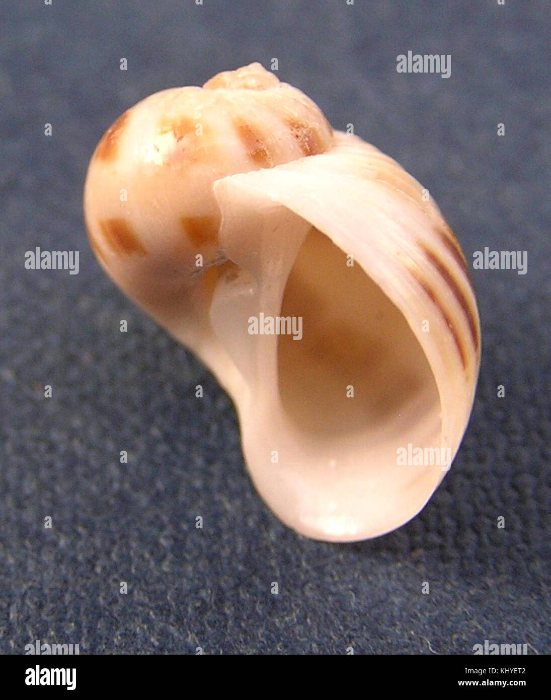 Natica seychellium 003 Stock Photo - Alamy